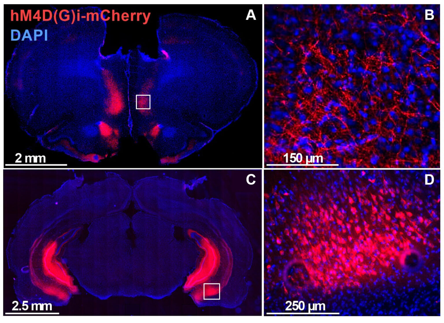 Ventral hippocampus provides contextual information to prefrontal ...