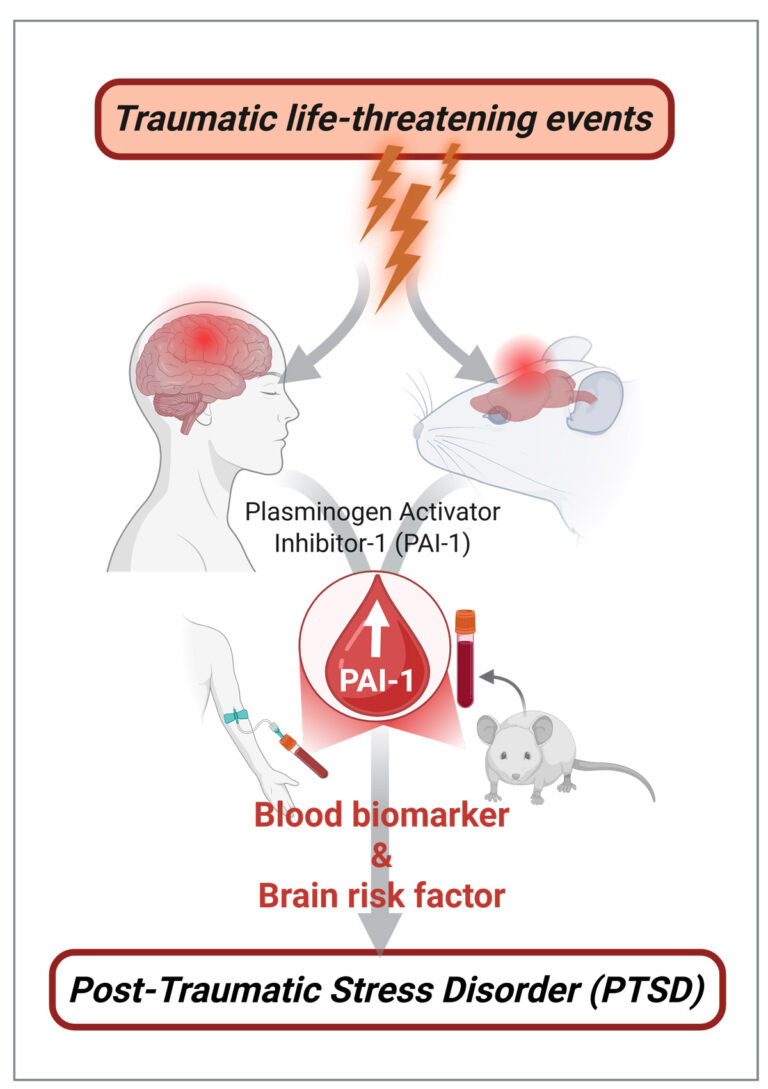 Le PAI-1 induit par le stress comme biomarqueur sanguin et facteur de ...